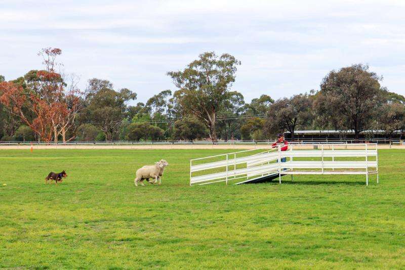 Finn was in fine form at Finley | Country News