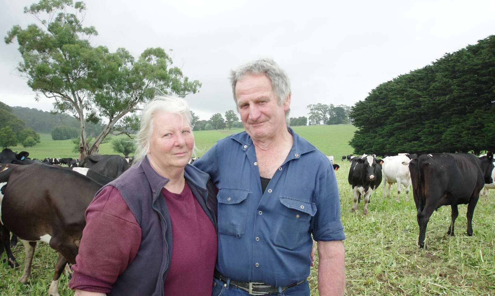 Less milking brings benefits | Seymour Telegraph