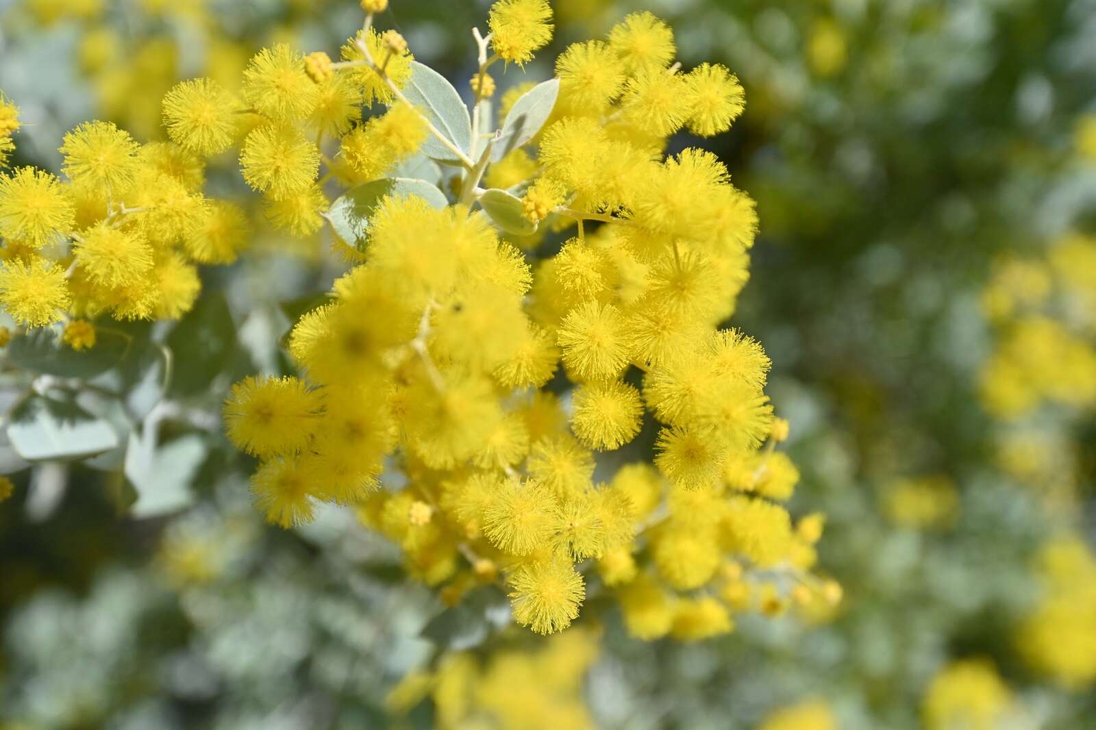 Sunday weather | Shepparton forecast | Shepparton News