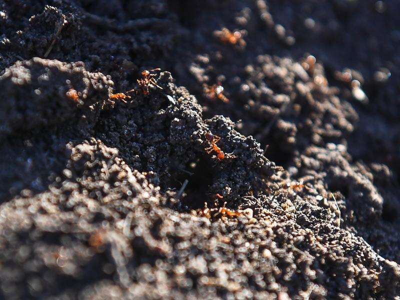 Wet weather gets fire ants marching | Country News