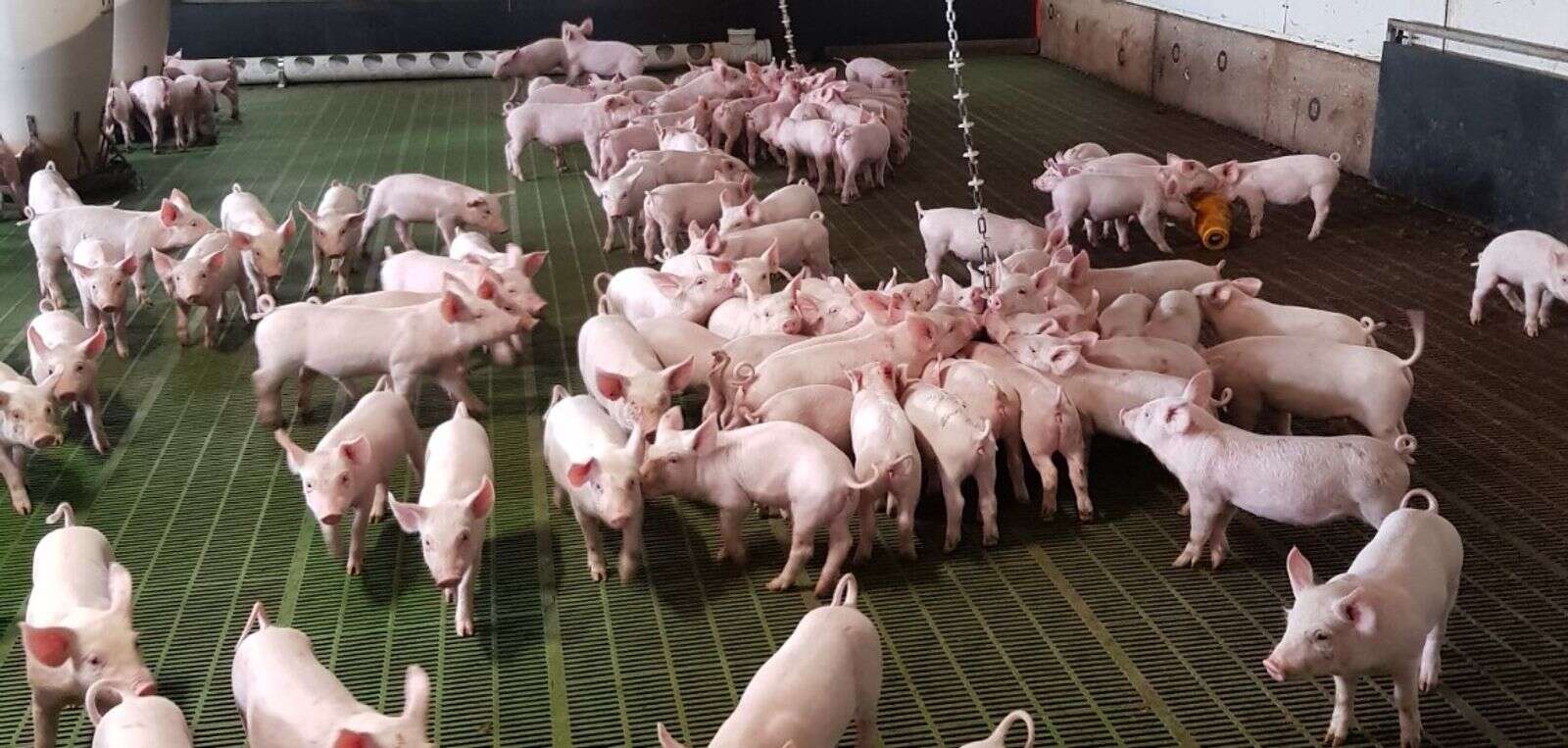 Grant to grow pork industry welfare standard | Country News