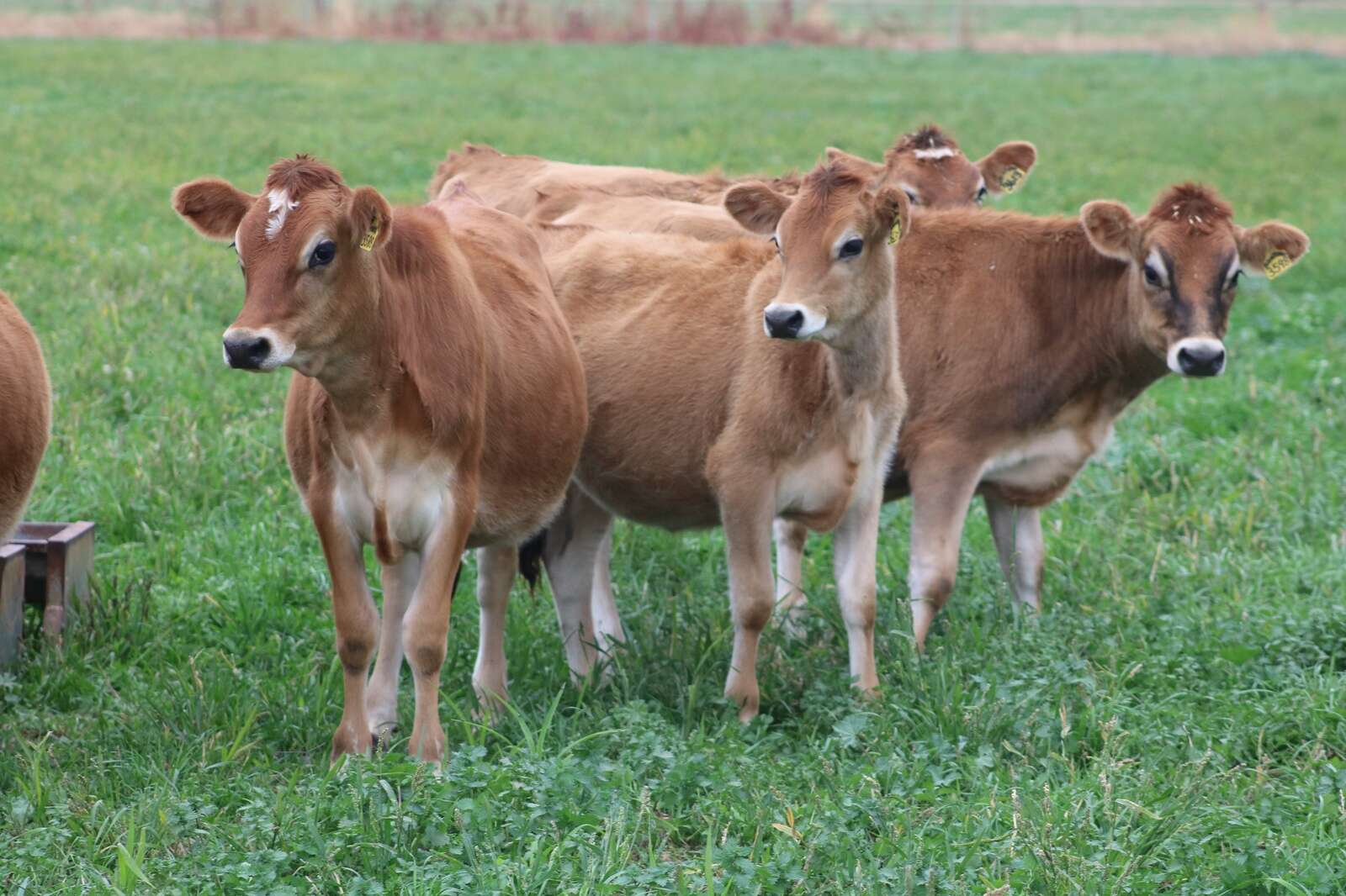 Australian Jersey genetics to feature at World Dairy Expo | Dairy News ...