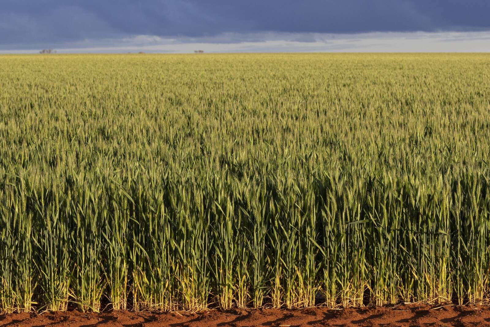 Unlock winter cropping secrets | Deniliquin Pastoral Times