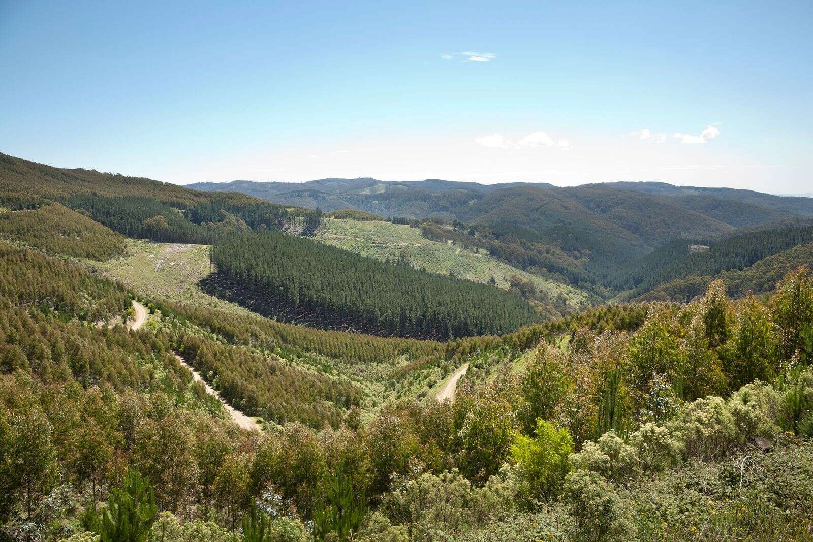 Timber group claims state government plantation promises yet to be ...
