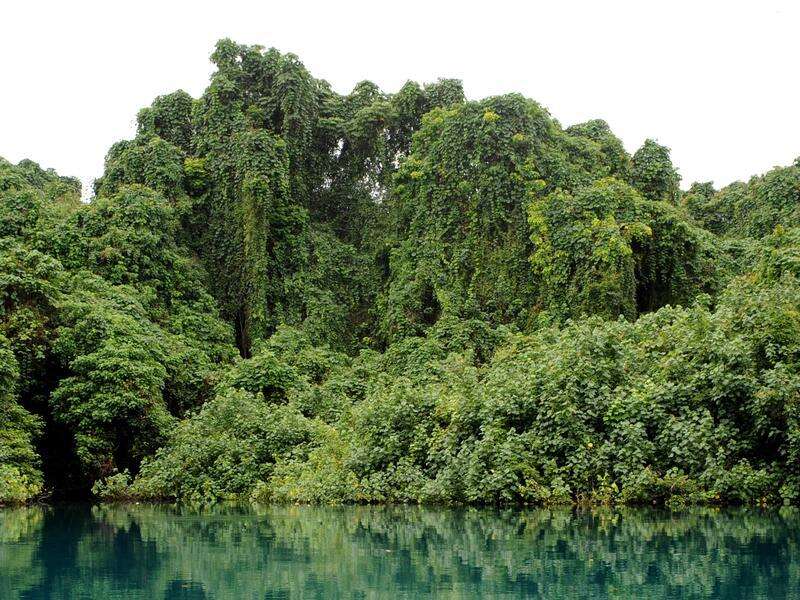 Chinese firm barred from exporting Vanuatu forest logs | Shepparton News