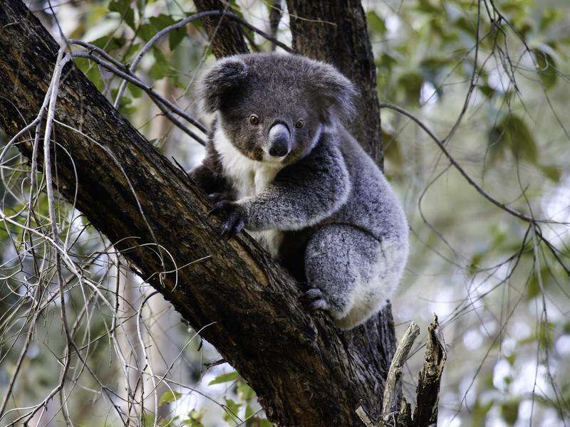 NSW 'koala wars' bill quickly ditched | Shepparton News