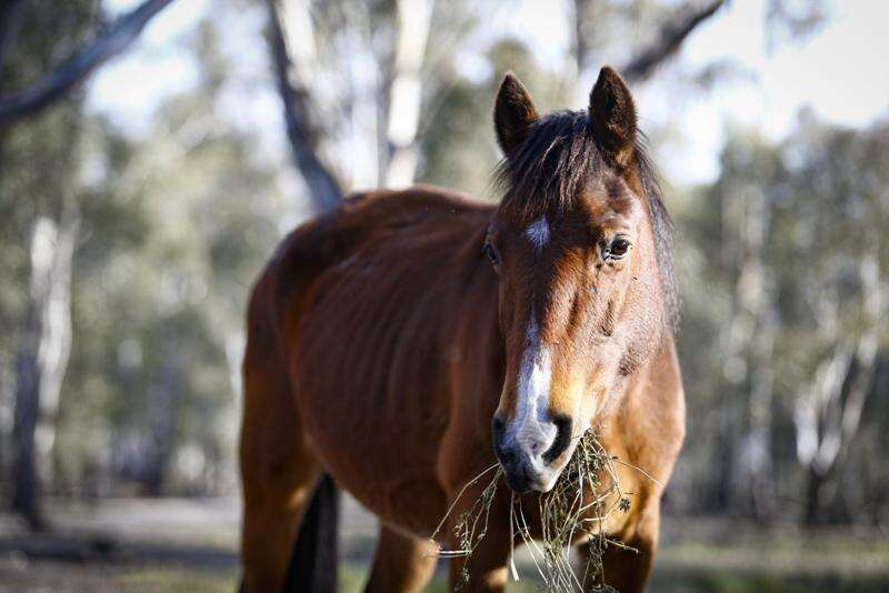 Environment group says brumby cull must go ahead | Country News
