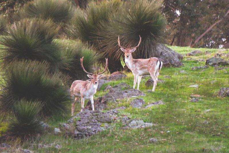 High country huts upgrade | Country News