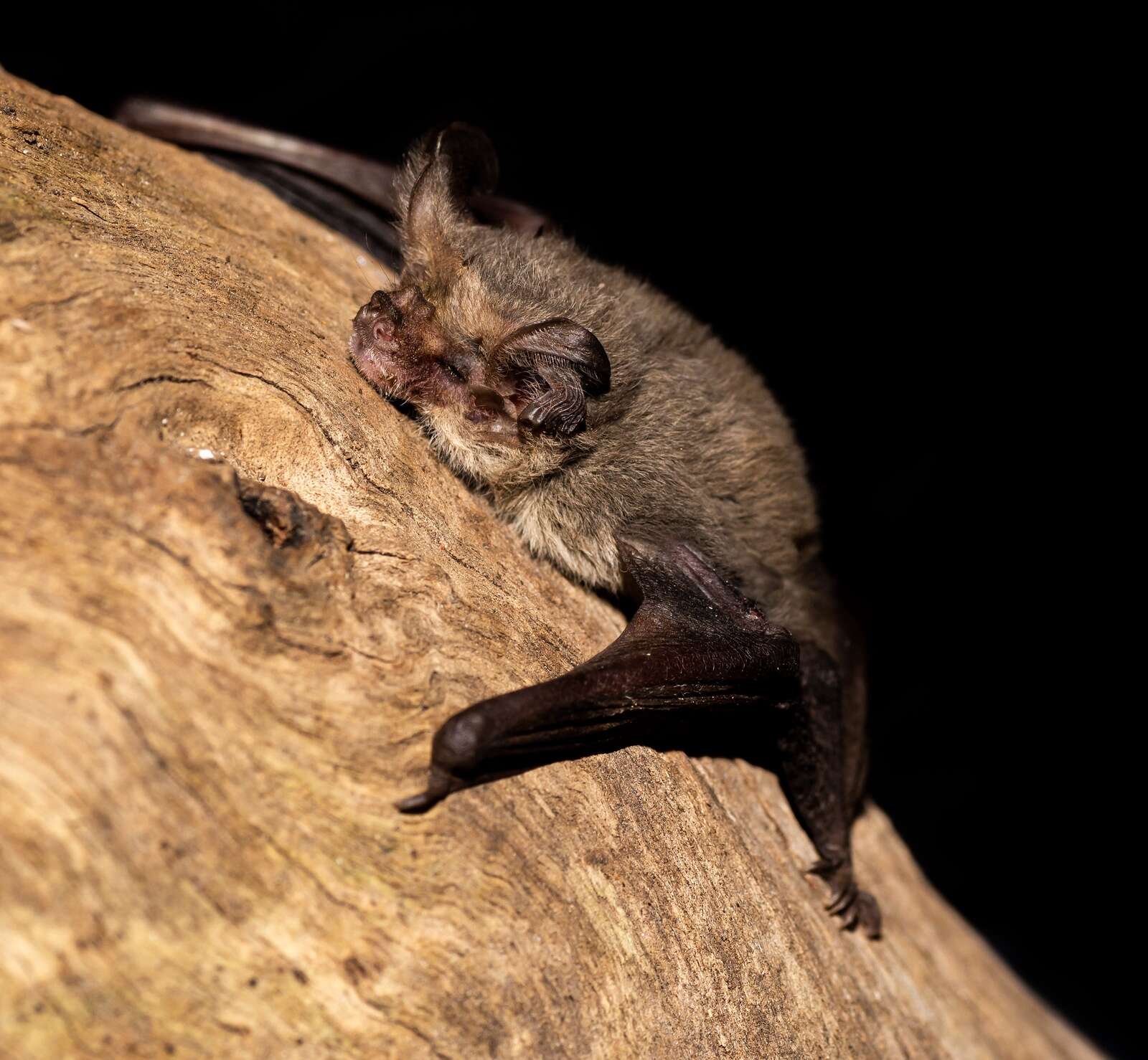 Not a bird, or a moth, it’s a micro-bat | Country News