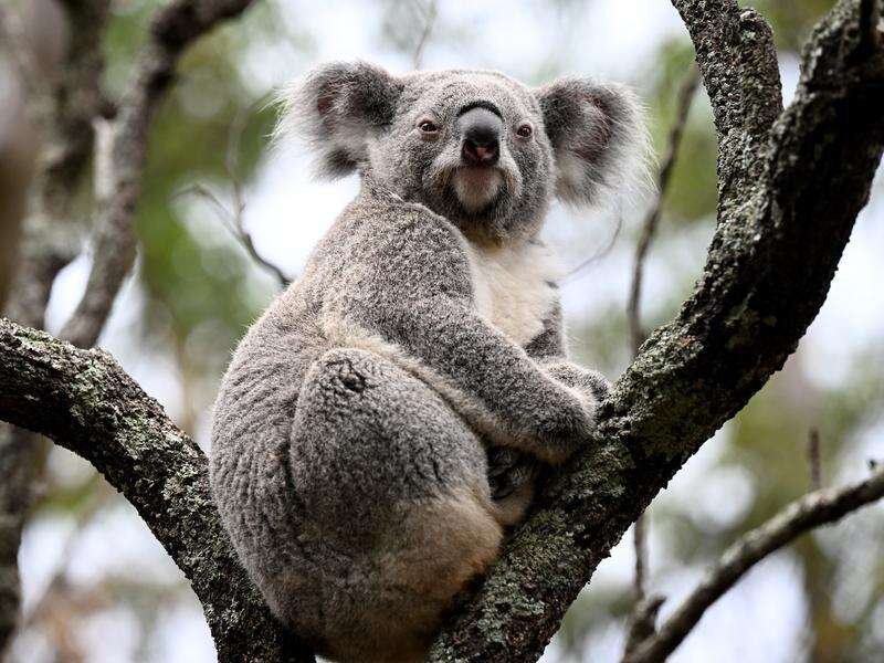 Whether environment laws can stop extinction examined | Country News