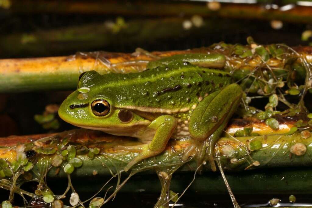 Endangered frogs hop to it | Seymour Telegraph