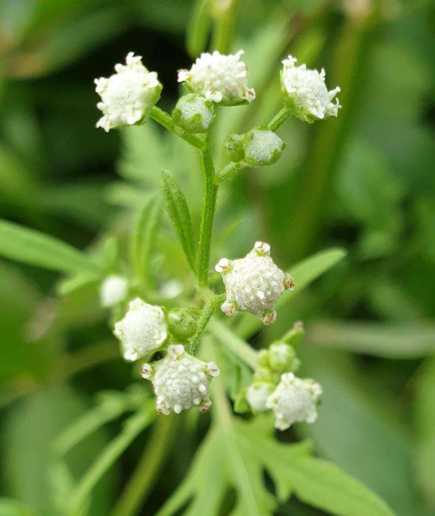 Have you seen this weed? | Southern Riverina News
