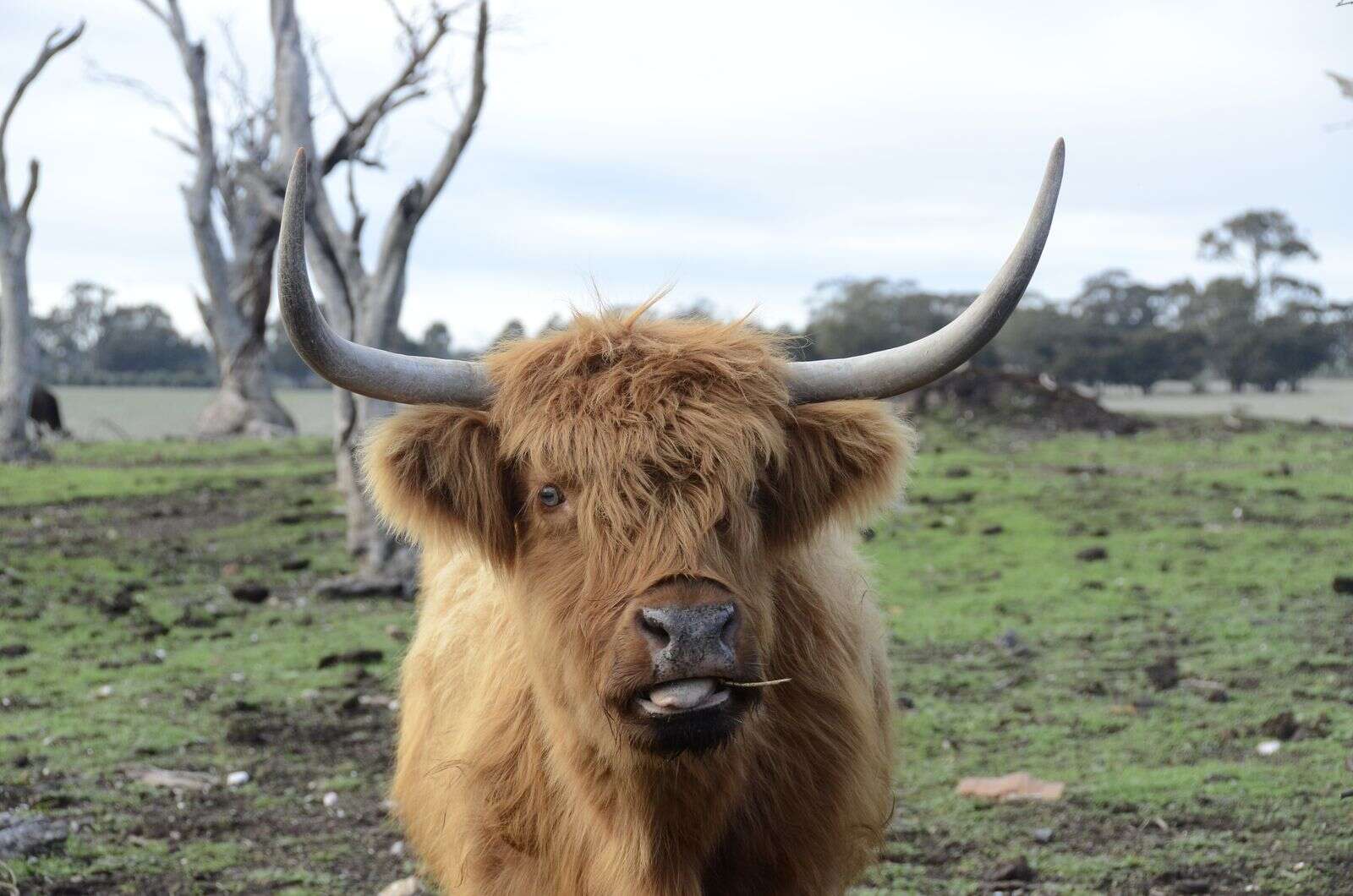 Highlanders are still all the rage | Dairy News Australia