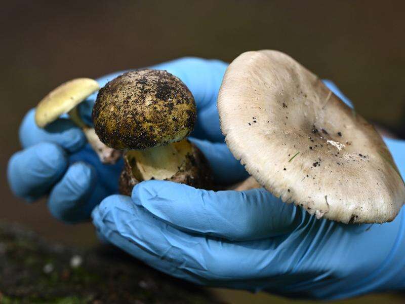 Murder trial told how death cap mushrooms become lethal | Shepparton News