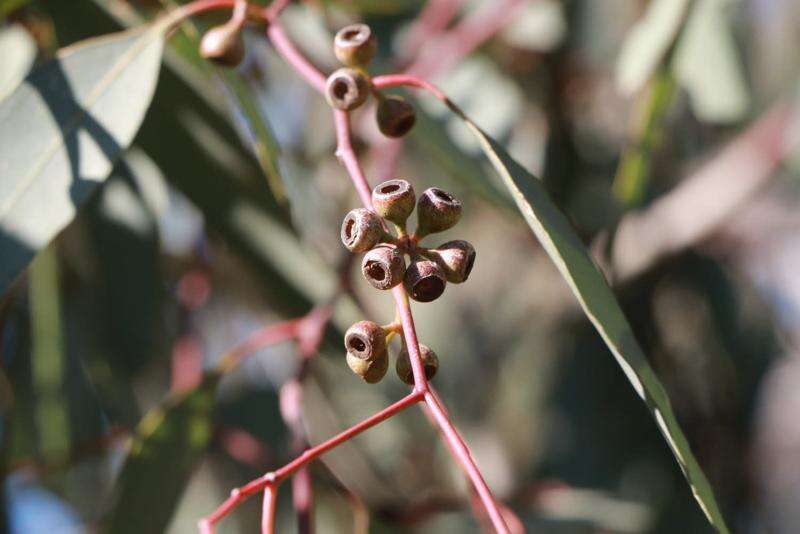 Greater Shepparton City Council plants thousands of native trees for ...