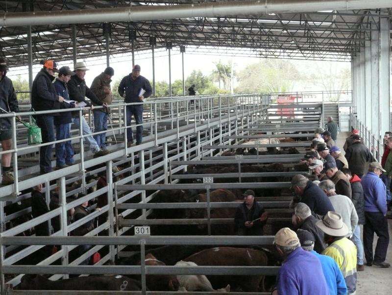 Safer stock pens for Shepparton Regional Saleyards | Country News