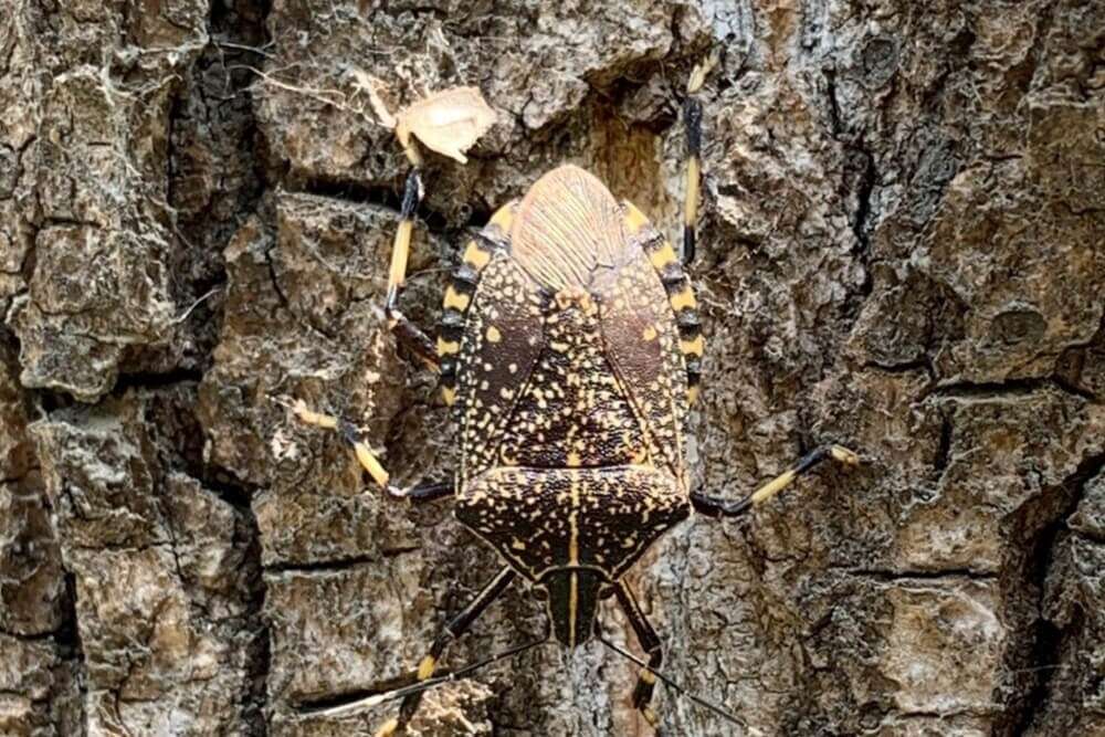 Spotting the yellow spotted stink bug | Yarrawonga Chronicle