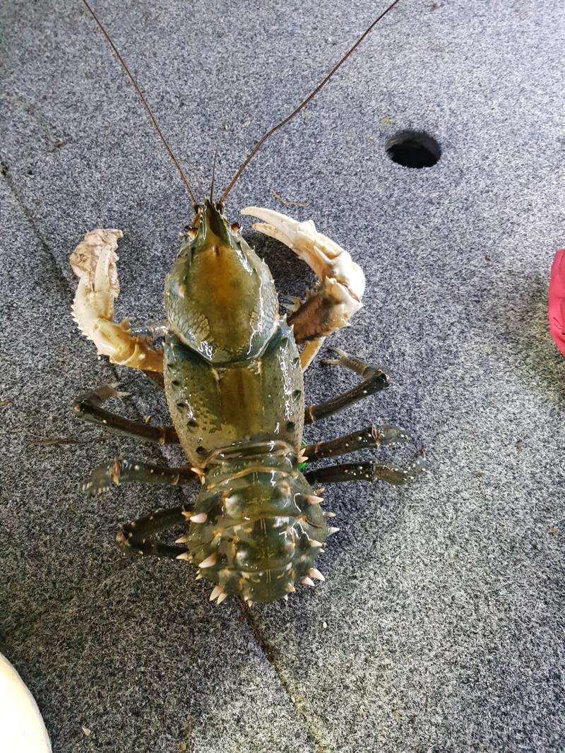 Cray season opens | Country News