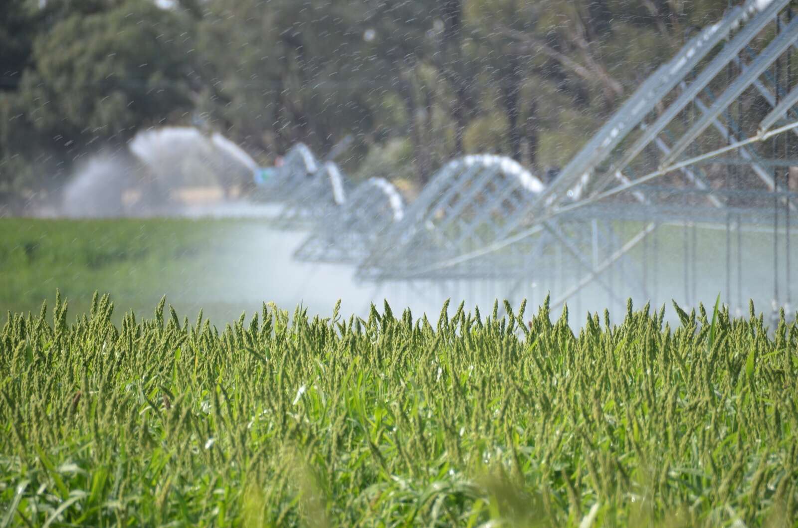 Safeguard our water, say irrigators | Dairy News Australia