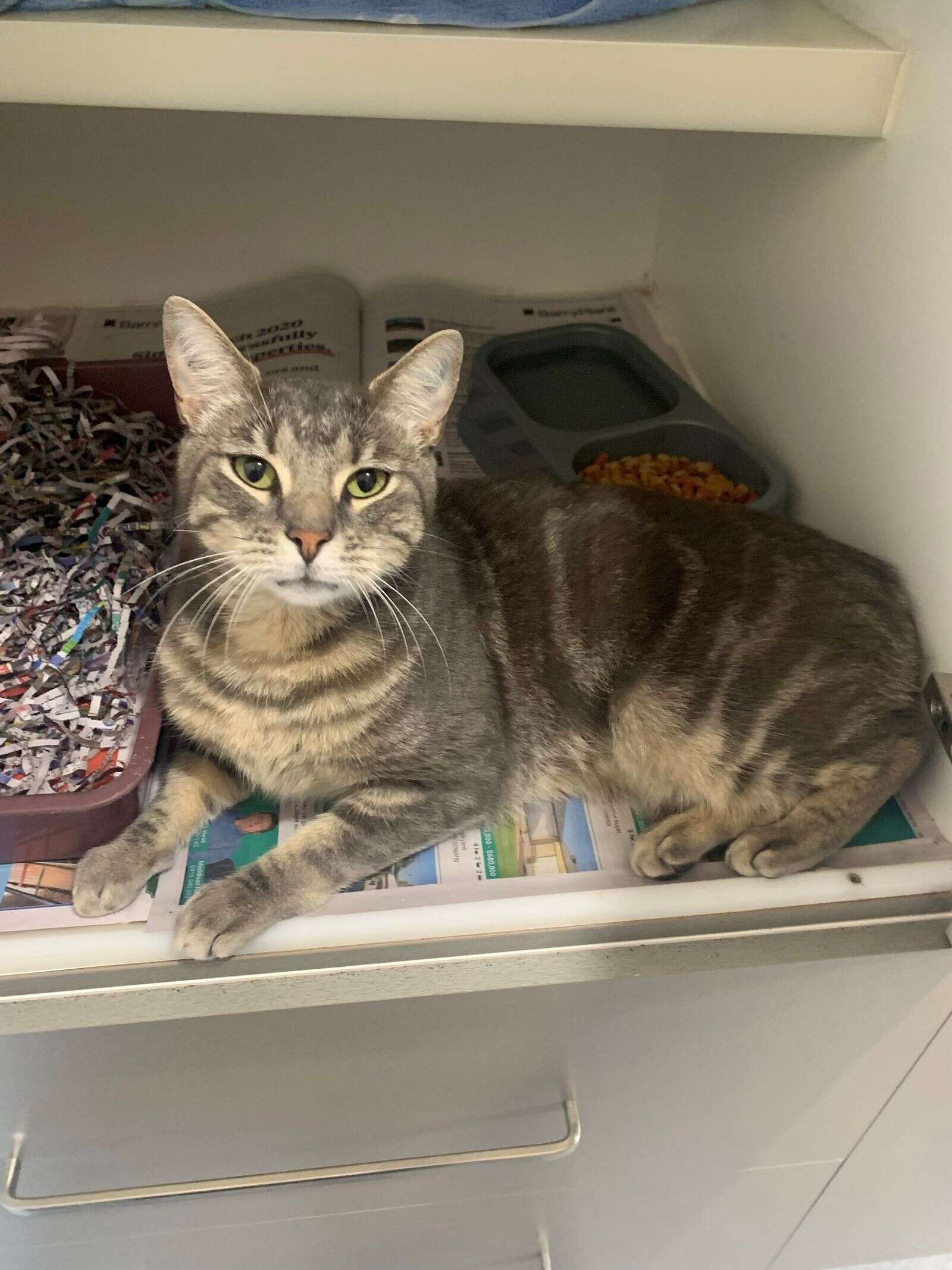 Adopt this wanderer called Nomad | Riverine Herald