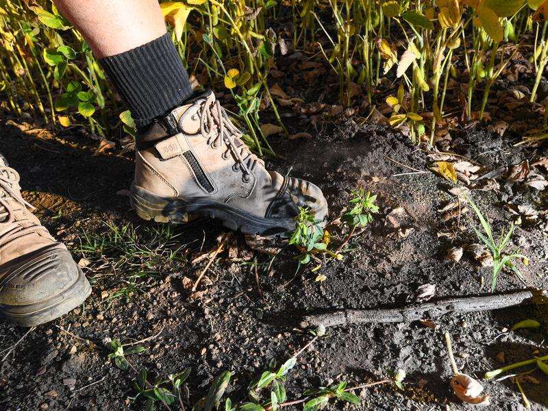 Fire ants inquiry shines light on decades of failure | Dairy News Australia