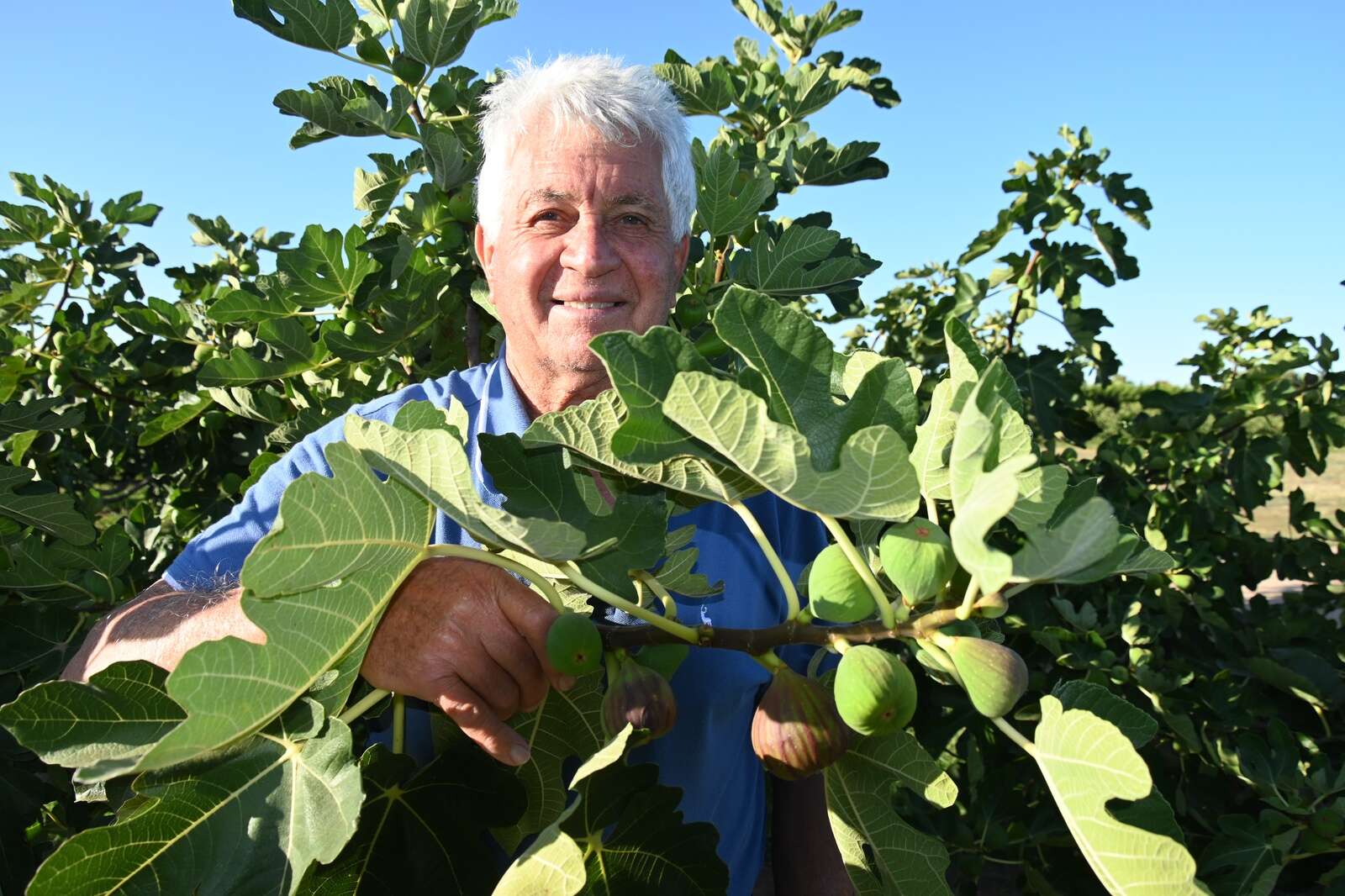 Giving a fig for heritage | Country News