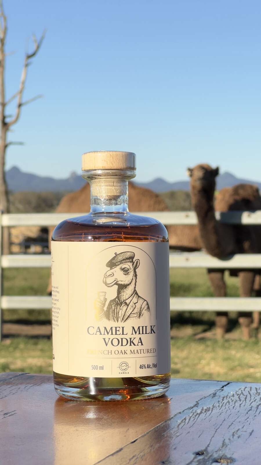 Camel milk raises the bar | Dairy News Australia