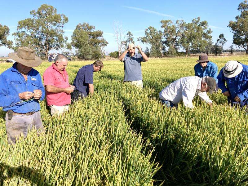 The rule of thumb when draining rice | Southern Riverina News