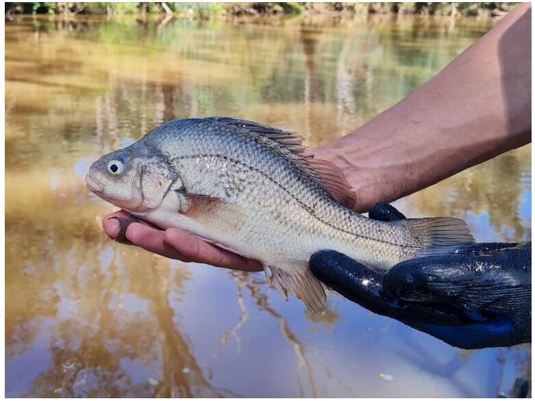 Ten million reasons to love fishing | Dairy News Australia