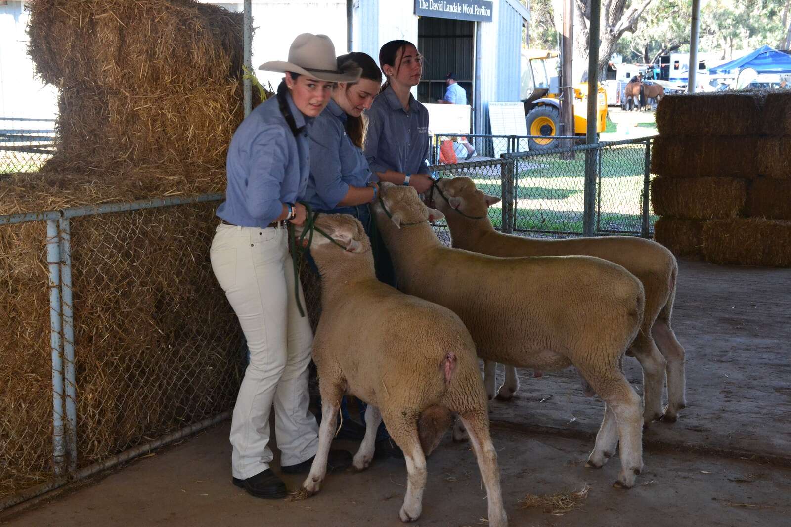 Murrowood has best sheep in show | Shepparton News