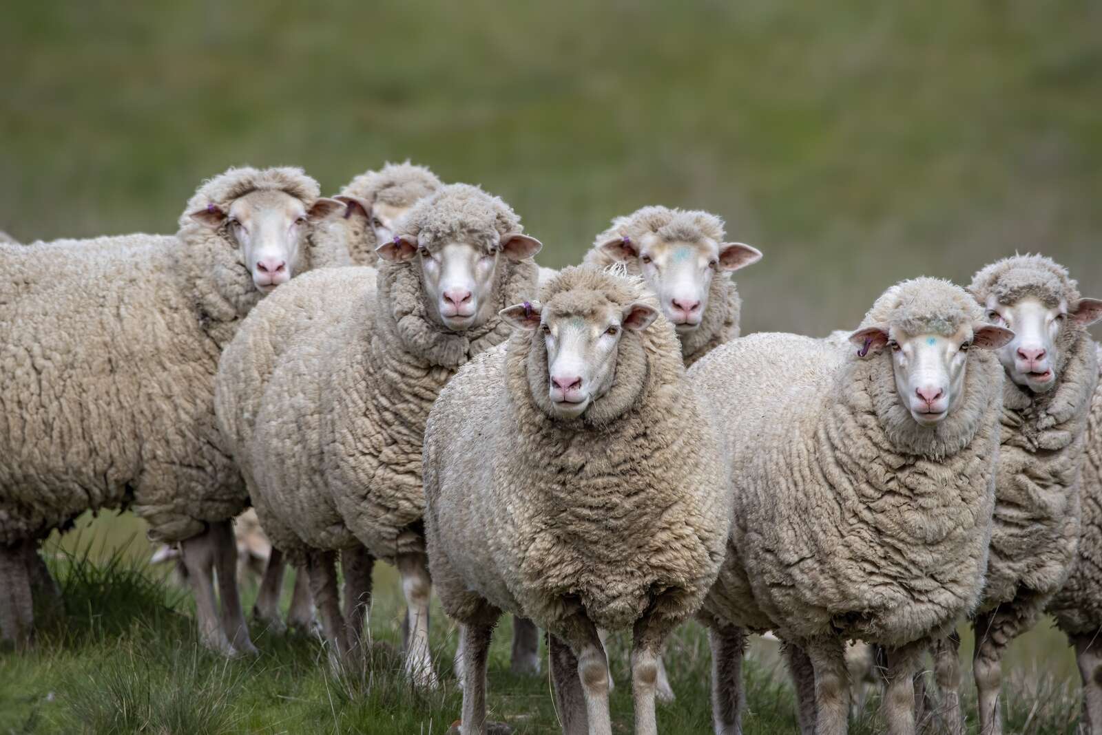 Progress in sheep welfare, environment | Shepparton News