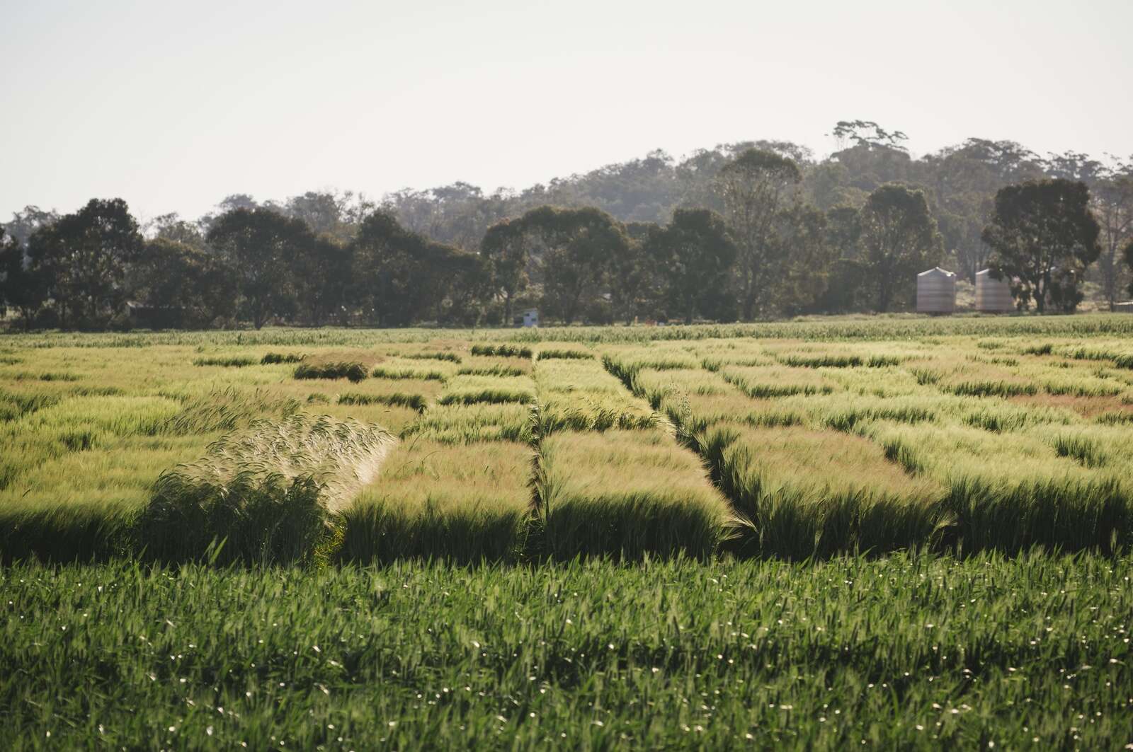 Simplified harvest declaration process on the way | Country News