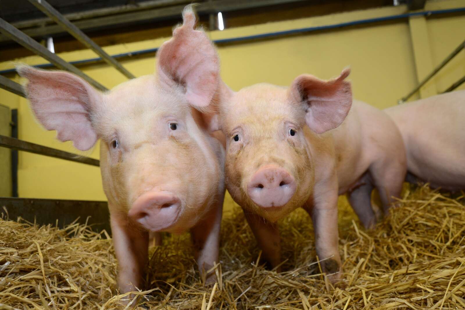 Gene-edited pigs get US approval | Country News