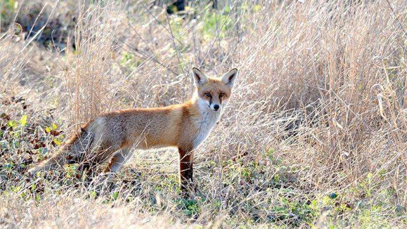 Fox program kicks off | Corowa Free Press