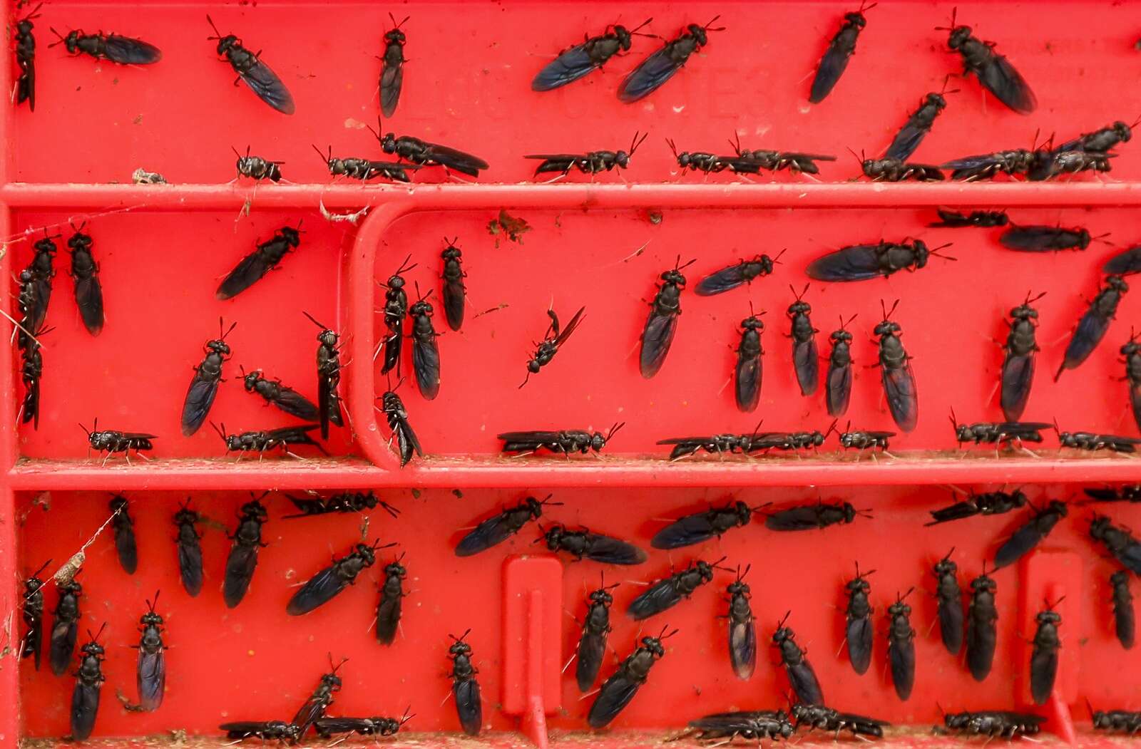 The fly counter helping to win war on waste | Seymour Telegraph