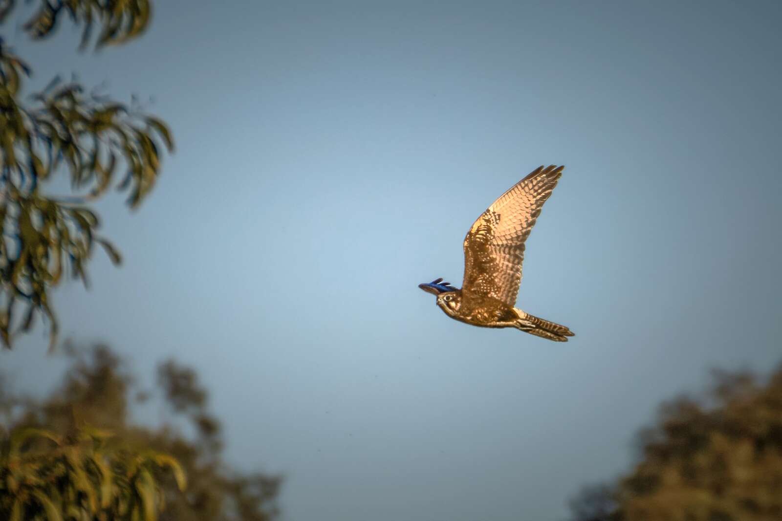 Gallery | Winton Wetlands’ flying friends | Country News