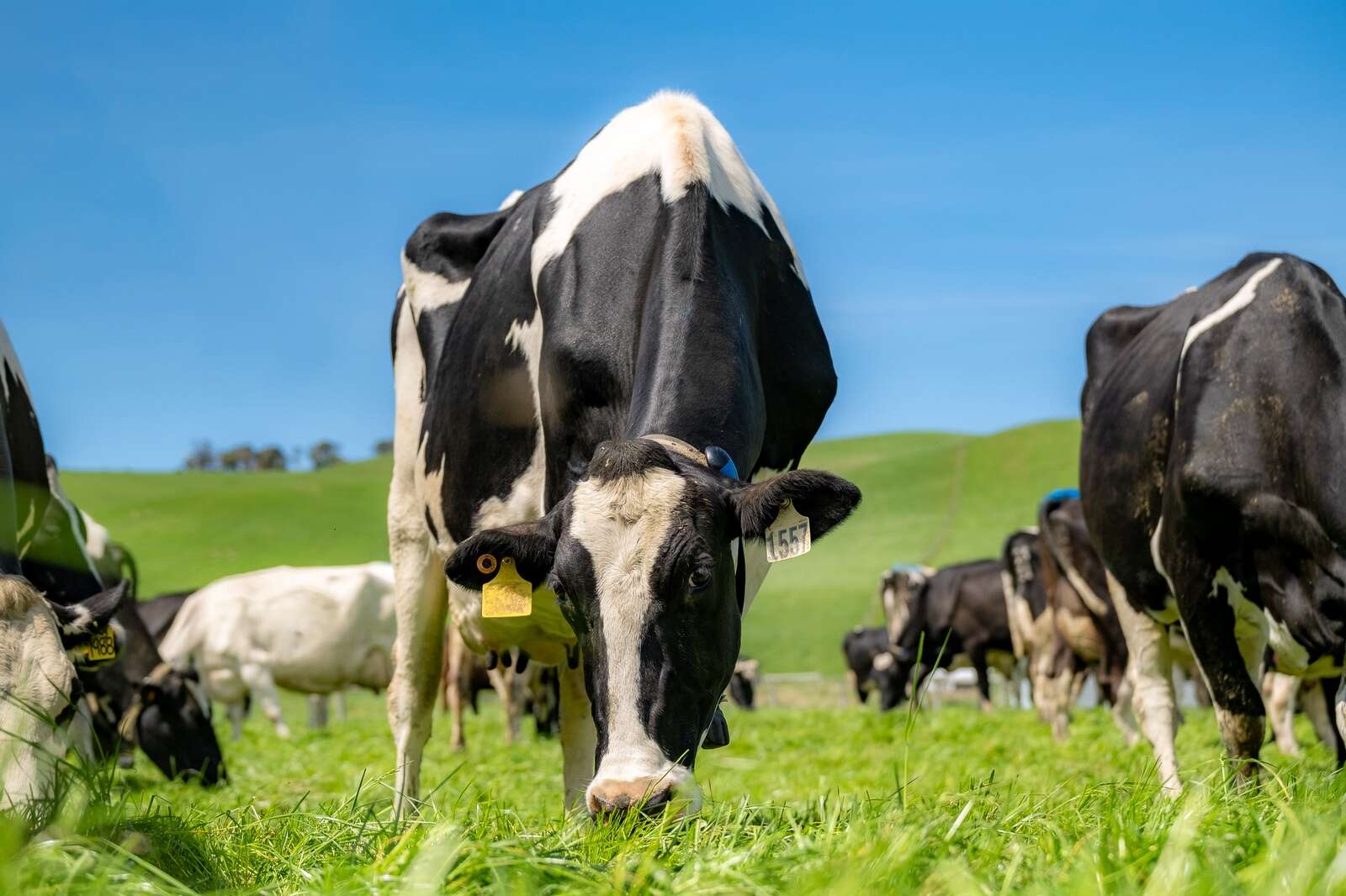 Transformative solution for dairy pastures | Dairy News Australia