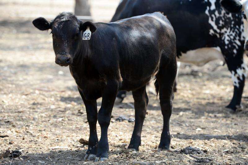 Traits explained for beef and sheep producers | Country News