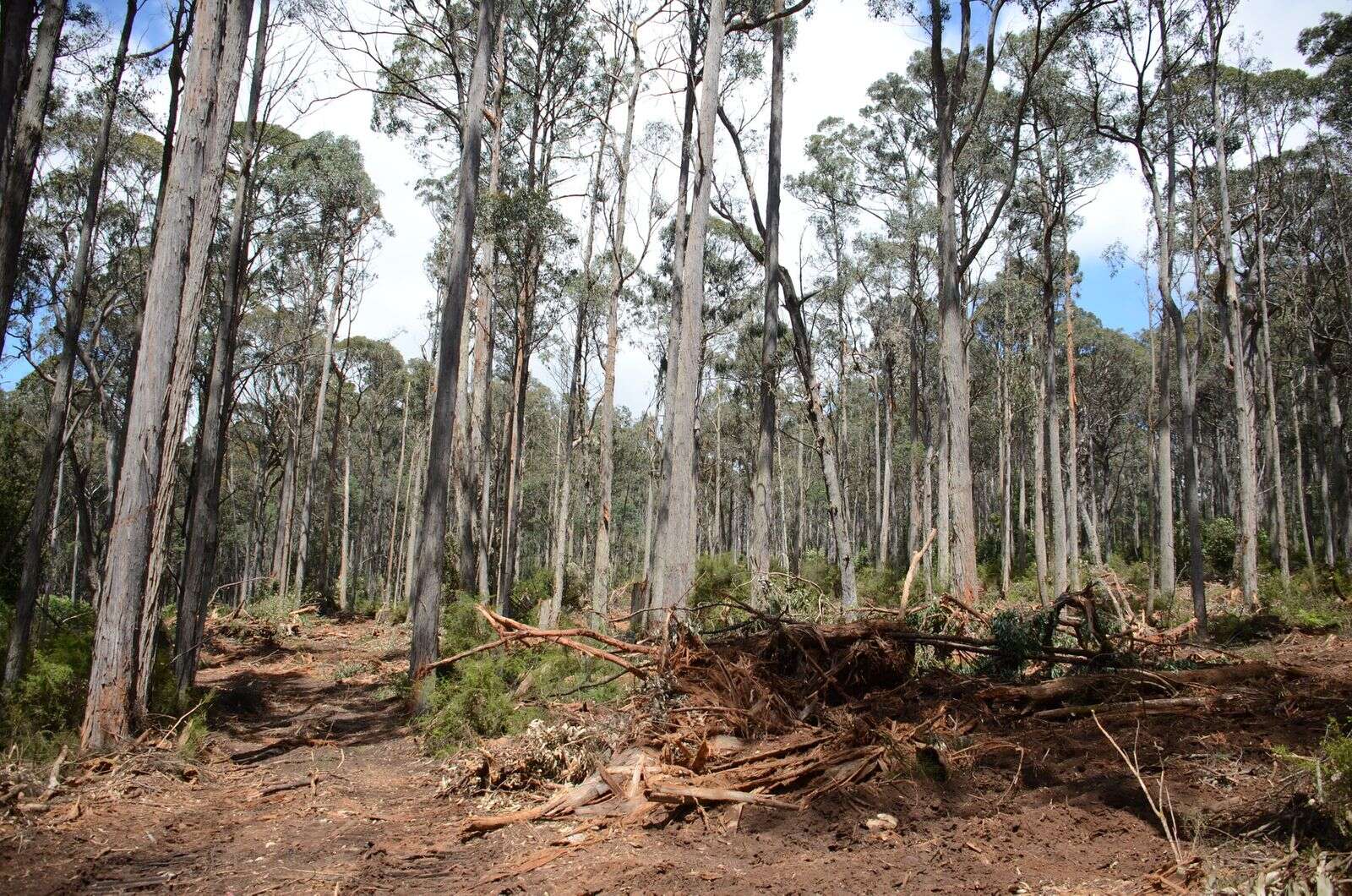 High Court ends logging appeal | Country News