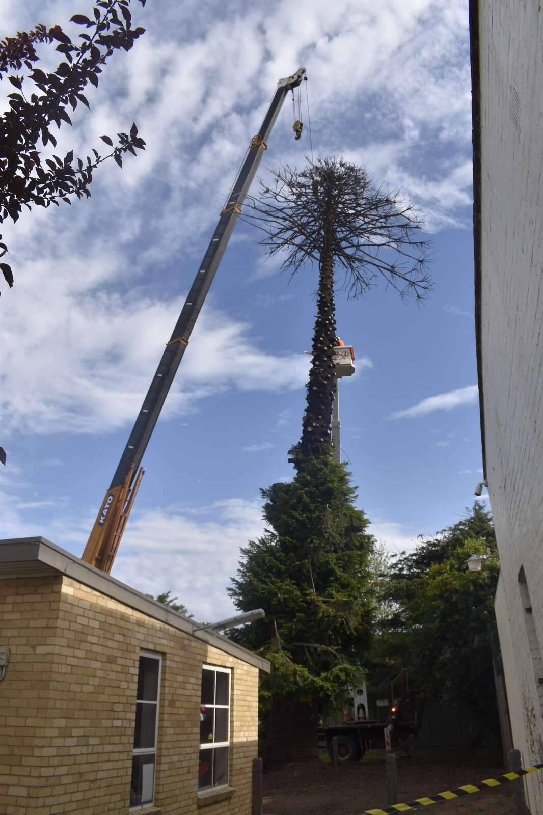 Iconic pine tree undergoes makeover | Riverine Herald