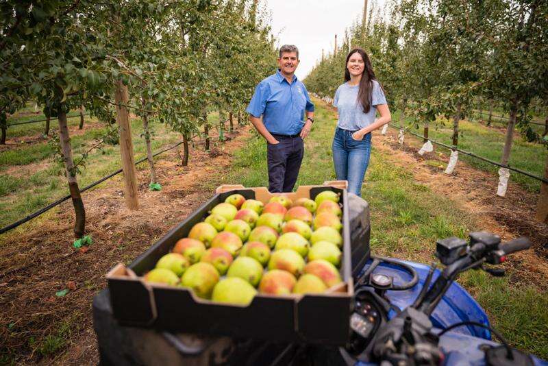 Coles fruit section welcomes new Ardmona-grown star | Country News