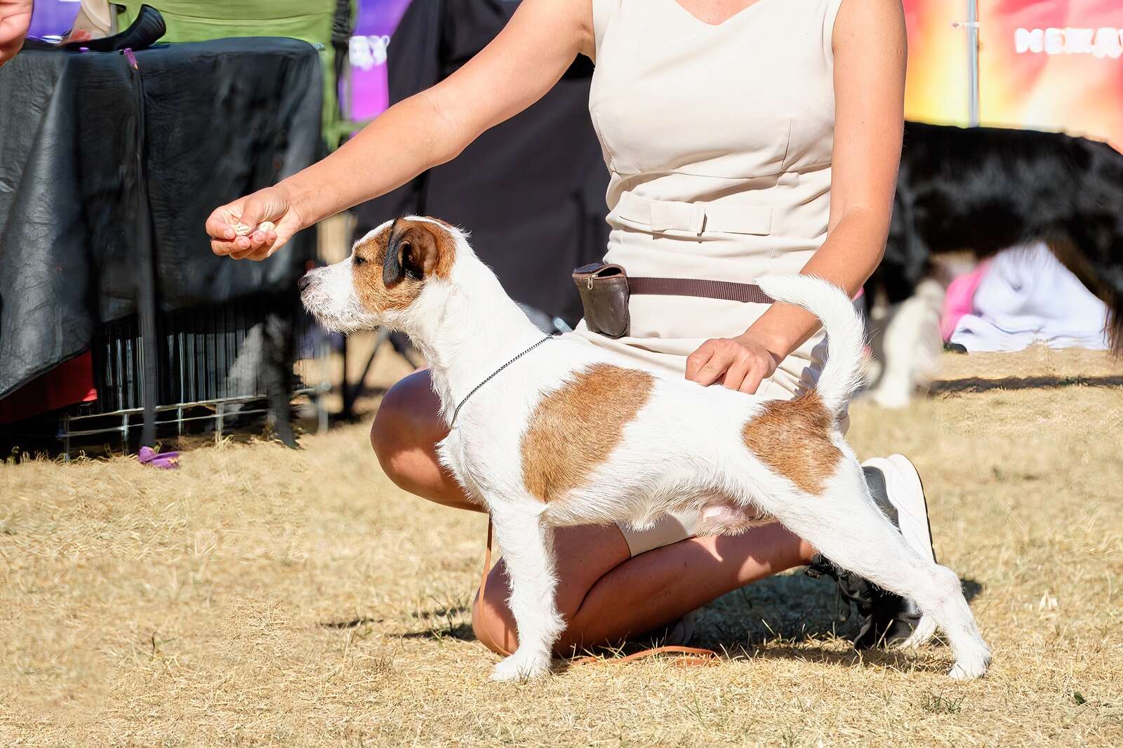 Show turns on country tradition | Shepparton News