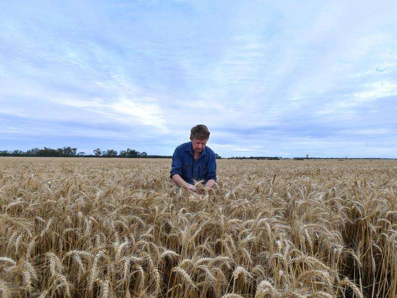 Wheat exports down, China hungry for Australian barley | Country News