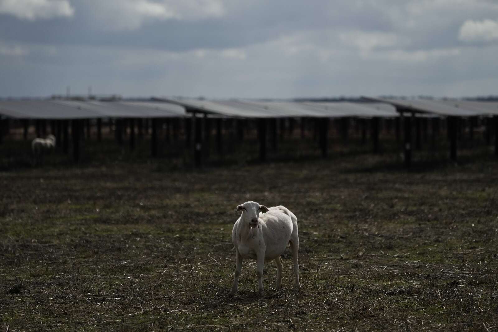 Developers share insight into Lancaster Solar Farm | Shepparton News