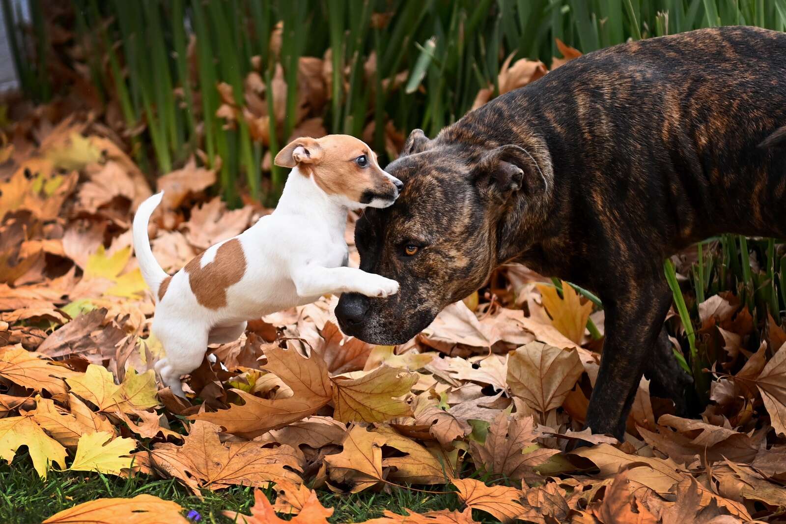 A second chance for a brave staffy | Shepparton News