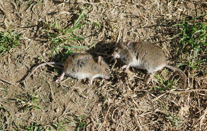 Worst mouse plague in almost a decade hits inland eastern Australia ...