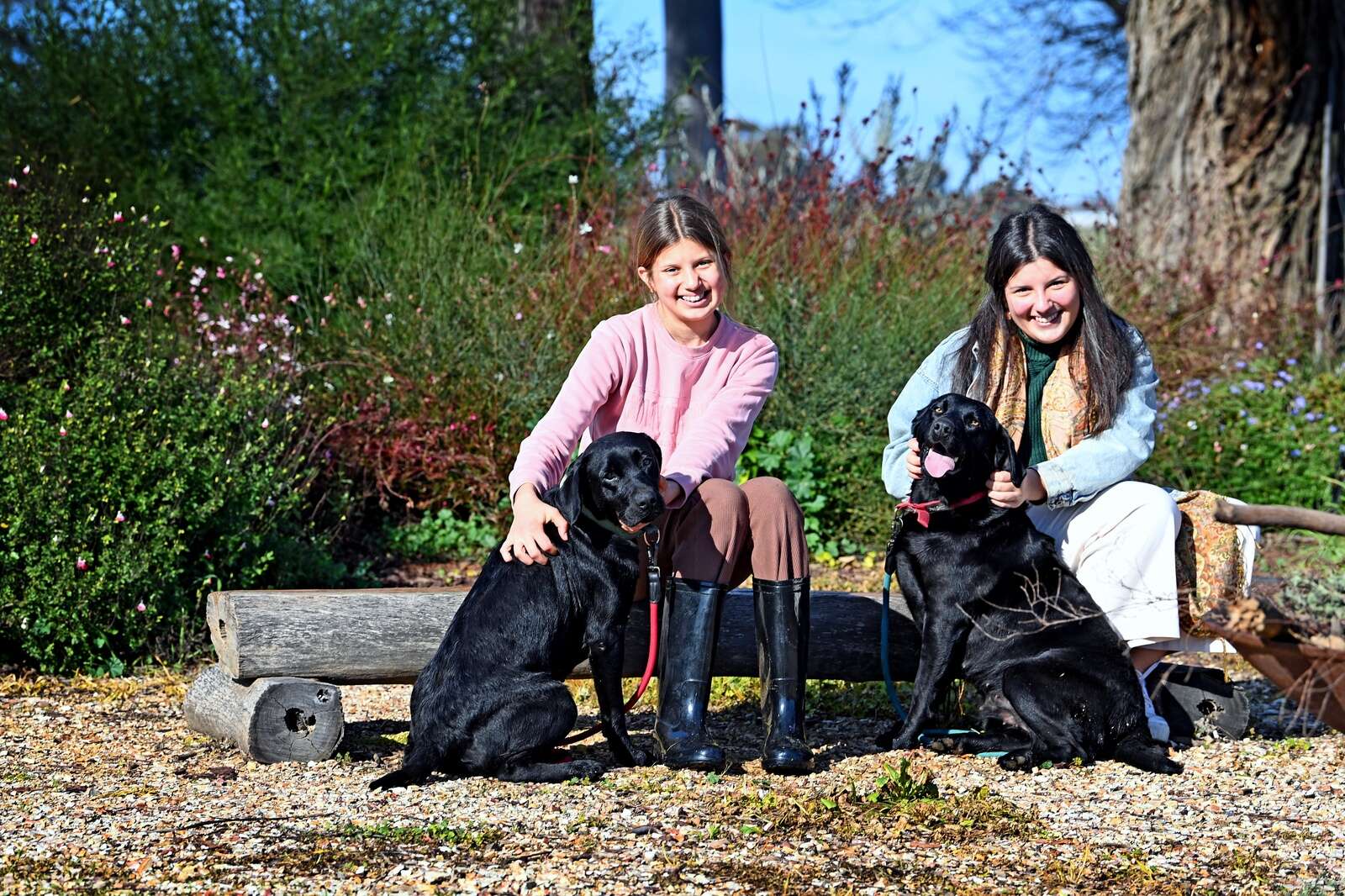 Gandalf the goose rules them all | Country News