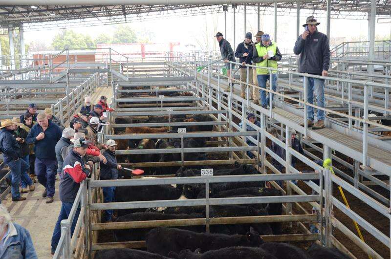 New saleyards operator sought | Country News