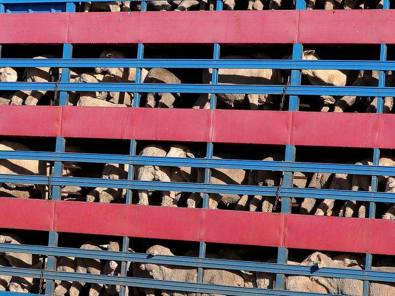 Live export ship blocked from sailing to Israel | Shepparton News