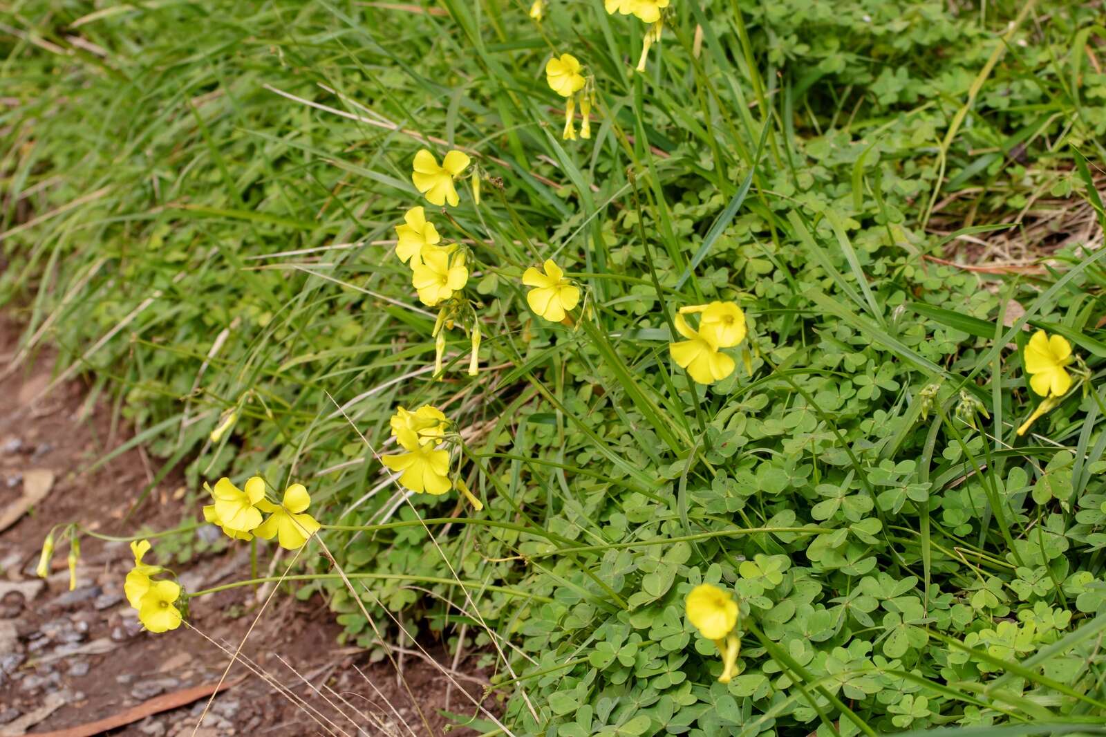 Dry swamps and dams pose toxic weed risk to livestock | Seymour Telegraph